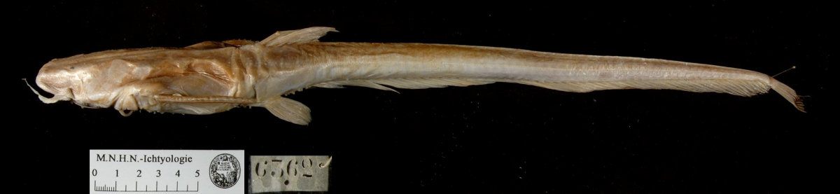 Aspredo aspredo - Wels Datenbank - Welsfans