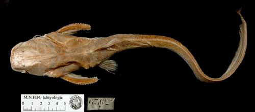 Aspredo aspredo - Wels Datenbank - Welsfans