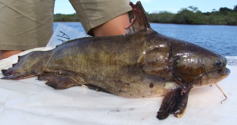 Trachycorystes trachycorystes - Catfish database - Welsfans