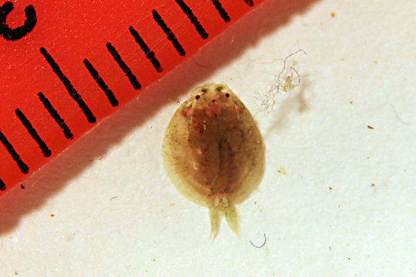 argulus_05 - Südamerikafans